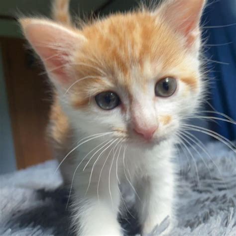 Tiny Dinky Daffy Rithinkyoushouldleave