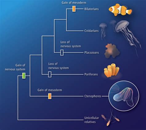 Fish Taxonomy At Elijah Madirazza Blog