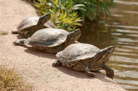 Turtle Basking Platform Ideas 3 Vibrant And Quick Diy Ideas