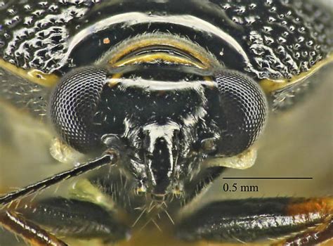 Hemiptera Deraeocoris Bugguide Net