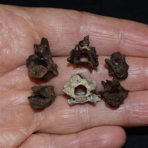 Set Of Six Small Fossilized Vertebrae Pleistocene 10 000 1 8 Million Years Etsy