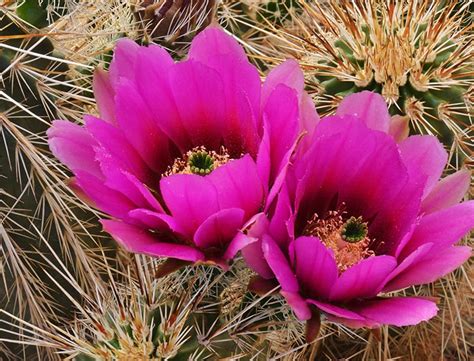 Hedgehog Cactus Guide How To Care For ”echinocereus Engelmannii