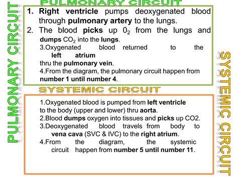 Artery And Veins Capillaries Arteriole And Venules Systemic