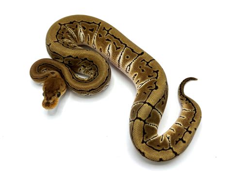 Pinstripe Crypton Royal Constrictor Designs
