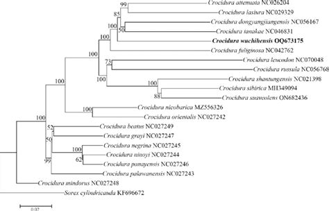 A Phylogenetic Tree Of 20 Crocidura Species Based On The Concatenated