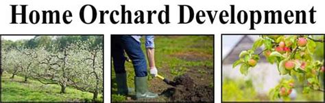 Home Orchard Development Green Thumb Nursery