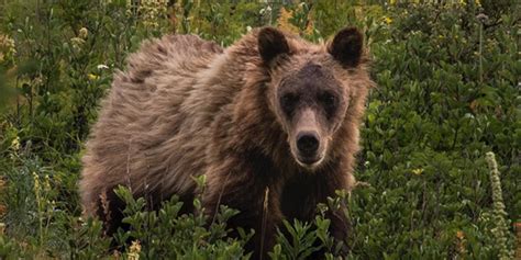 Adopt A Wildlife Acre National Wildlife Federation