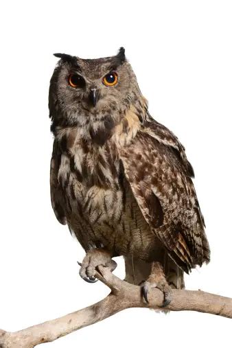 Grand Duc Deurope Photos Télécharger Des Images Gratuites Sur Unsplash