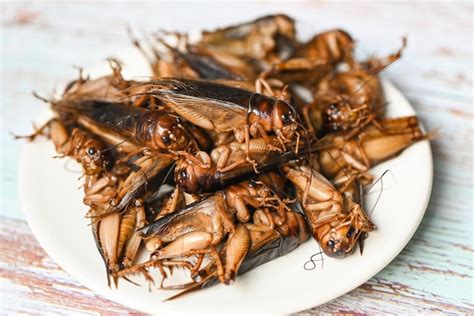 Premium Photo Cricket Insect On White Plate Background Cricket Insect Related To The