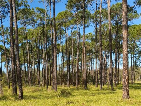 Pre Burn Ecological Assessment For A Planned Burn