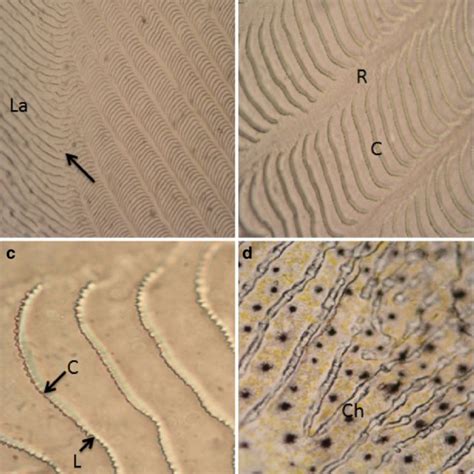 Photomicrograph Of A Cycloid Scale Of C Punctatus Control Indicating Download Scientific