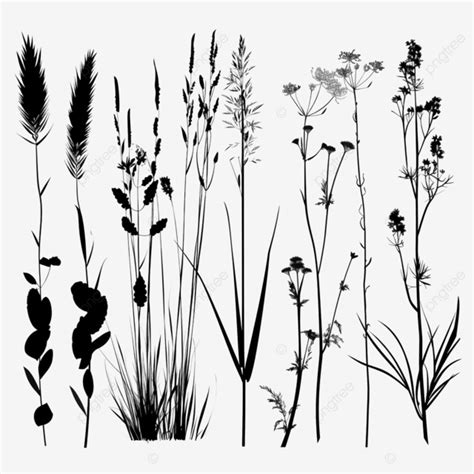 Collection Of Mix Grass And Weeds In Silhouette Illustrations Grass