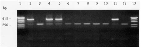 Sex Determination Of One Day Old Chicken Embryos Results Of Dna
