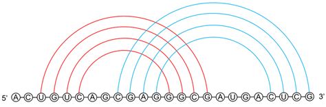 H Type Pseudoknot Forming From Hairpin Loop A And Represented In Download Scientific Diagram