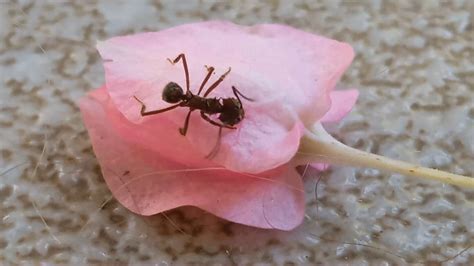 Cute Leaf Cutter Ant In Action R Anterestingasfuck