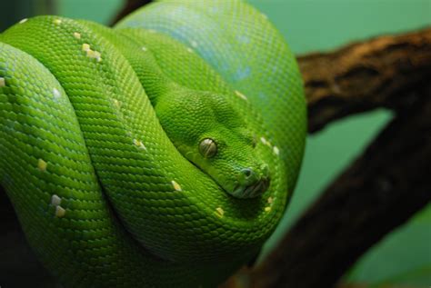 From Cannibalism To Orgies Snake Sex Is The Weirdest It Gets ScoopWhoop