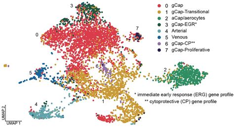 Github Rsgodoy Single Cell Transcriptomic Atlas Of Lung Microvascular
