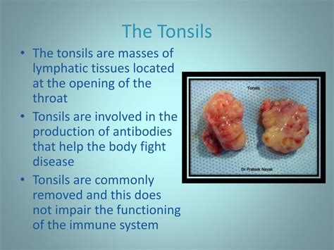 Ppt The Immune System Powerpoint Presentation Free Download Id2474413