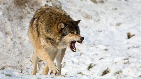 Chernobyls Mutant Wolves Have Learned To Survive Cancer And Could