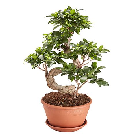 Ficus Microcarpa Ginseng En Forme De S 20cm