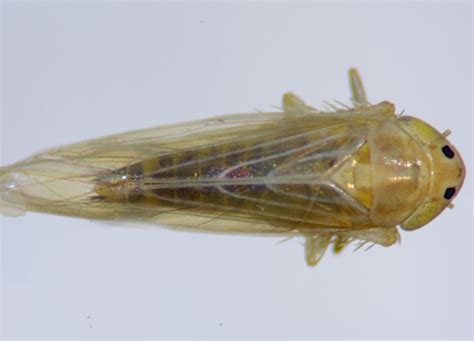 Male Substance Attracts Female Corn Leafhopper Cultivar Magazine