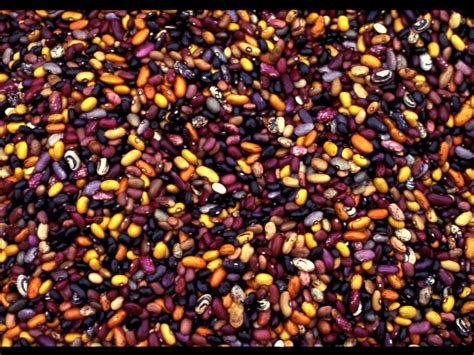 Cowpea Varieties Cowpea Varieties File Name Cob046
