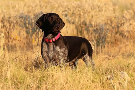 Alvarado Farm Kennels Llc German Shorthaired Pointer Puppies For