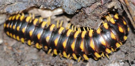11 Kinds Of Centipedes And Millipedes In North Carolina Bird Watching Hq