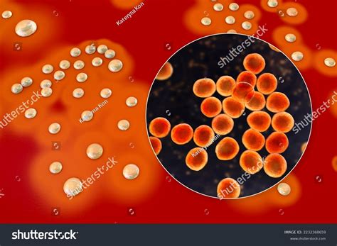 Bacteria Staphylococcus Aureus Colonies On Sheep Stock Illustration