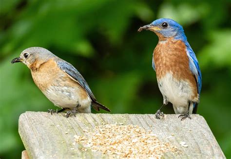 What Does A Bluebird Look Like An Easy Id Guide Birds And Wild