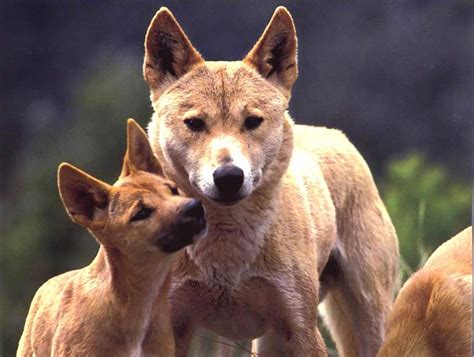 Dingoes Beyond The Stereotypes And Misconceptions