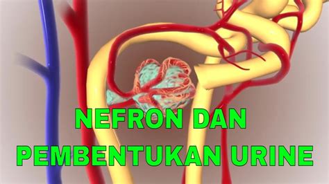 Struktur Nefron Dan Proses Pembentukan Urine Youtube