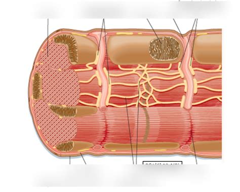 Anatomy Of Cardiac Cell Diagram Quizlet