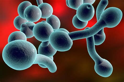 Ear Candidiasis Symptoms And Treatment Health