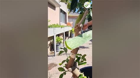 🍃amazing Clone A Mandarin Trees Graftingtactick Fruit Grafting