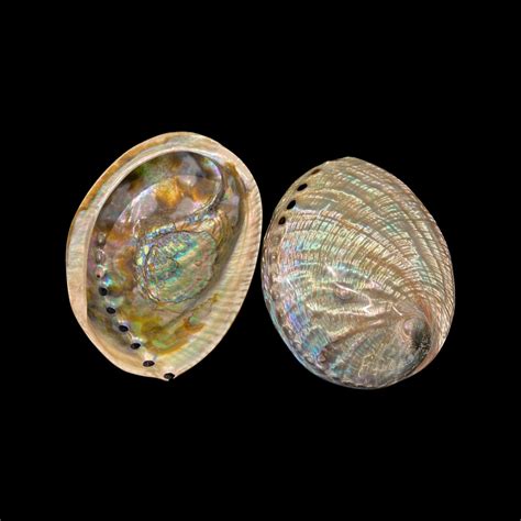 Polished Pāua Shell South Pacific Aromas