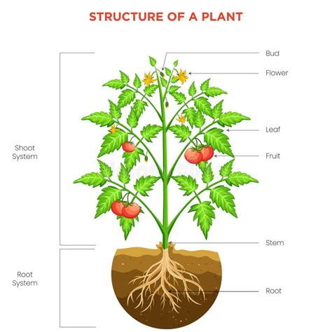 Structure Of A Plant Roots Stems Leaves And Flowers Explained Stock Vector Illustration Of