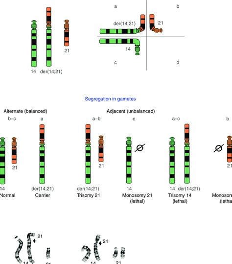 The Upper Left Panel Shows A Focused Ideogram Of Chromosomes From A