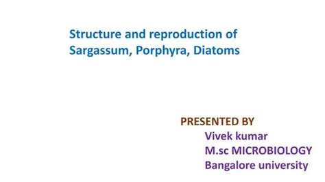 Phylum Euglenophyta Euglena Pptx Biological Sciences Science