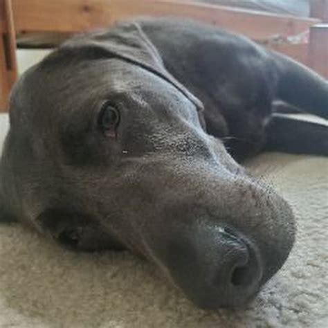 James Cripps Youtube