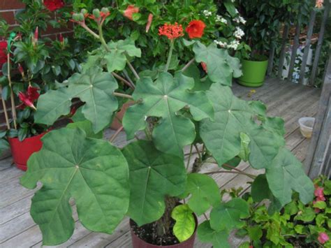 Pin On Growing And Caring For Succulents