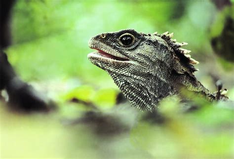 Tuatara A Survivor From The Dinosaur Age New Zealand Geographic