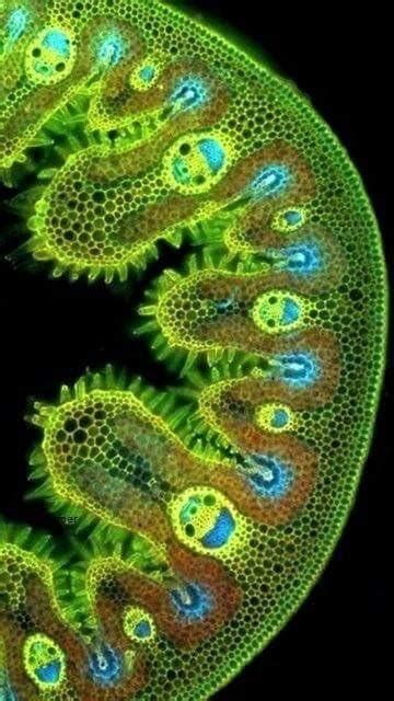 This Close Up Of Grass Cells Rpareidolia