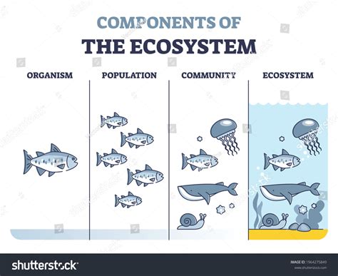Organism Population Communities Ecosystem Over 512 Royalty Free Organism Population Communities Ecosystem Over 512 Royalty Free