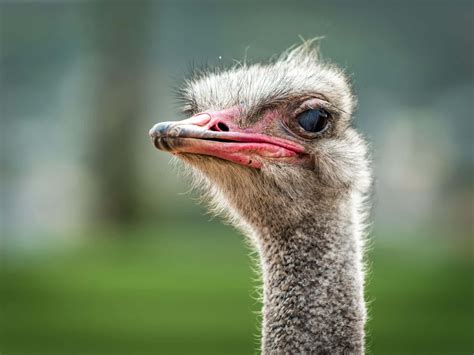100 Ostrich Wallpapers