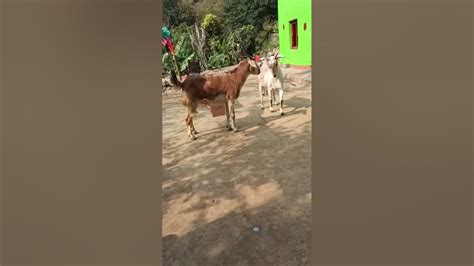 Khassi Fight Youtube