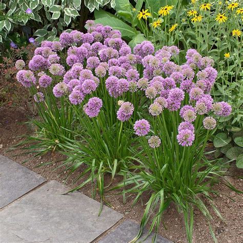 Planting Bulbs Allium At John Richard Blog