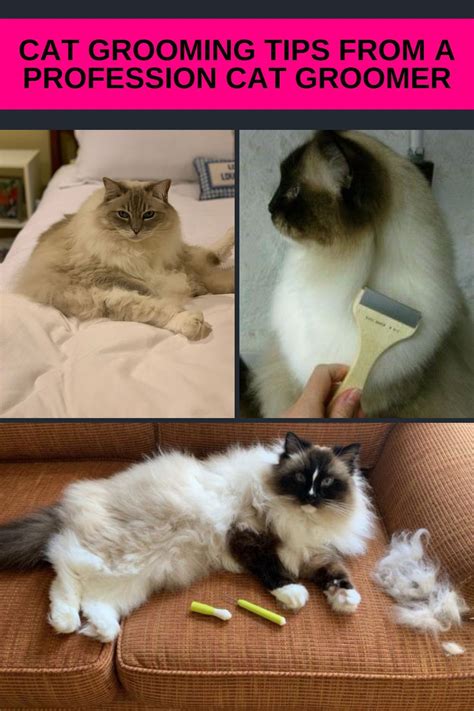 How To Groom A Cat At Home Artofit