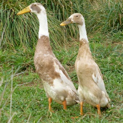Indian Runner Duck Breed Profile Artofit