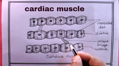 How To Draw Cardiac Muscle Easilycardiac Muscle Drawingdraw Cardiac